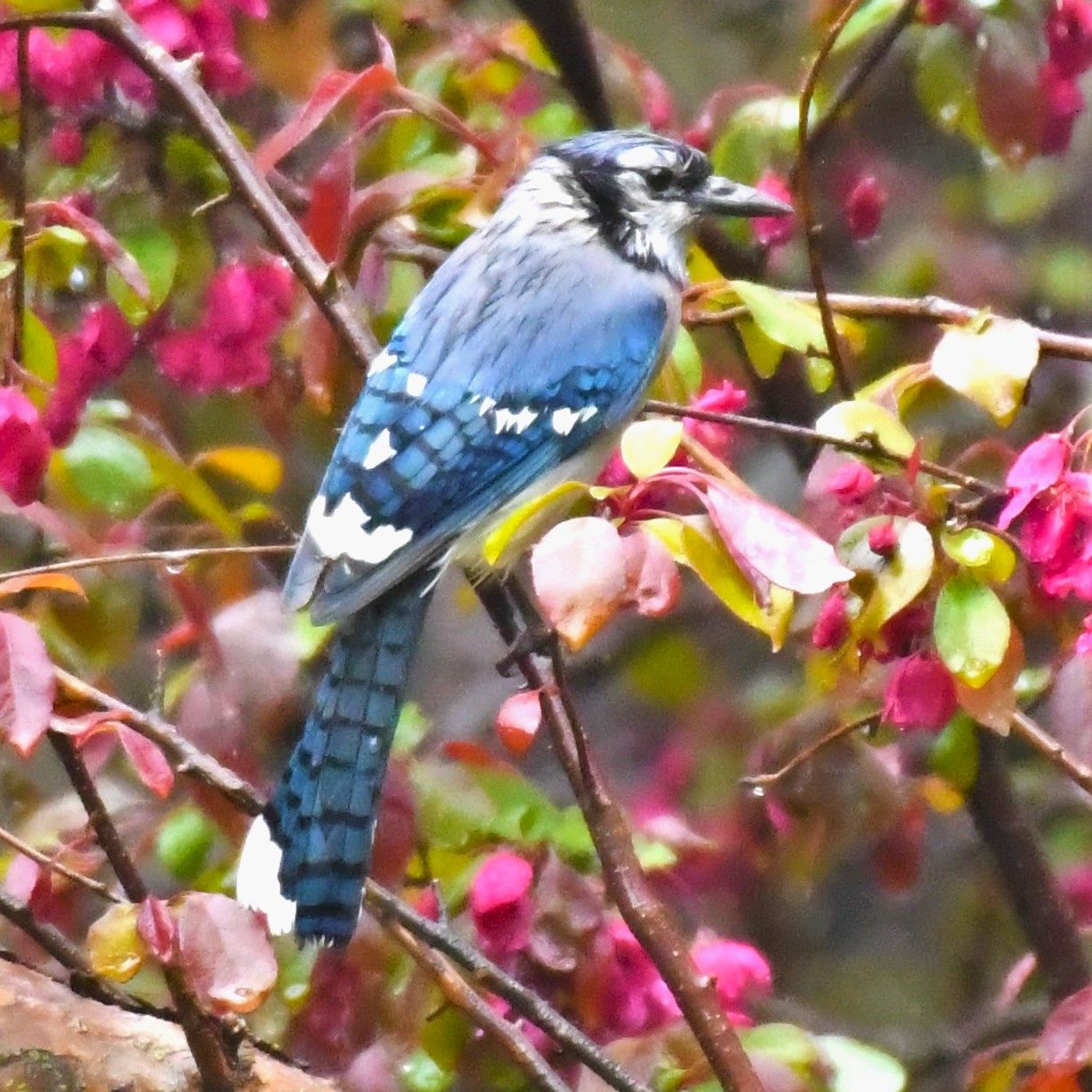 Blue Jay 2 051720 – neil-wingert@comcast.net – Carver County Local News