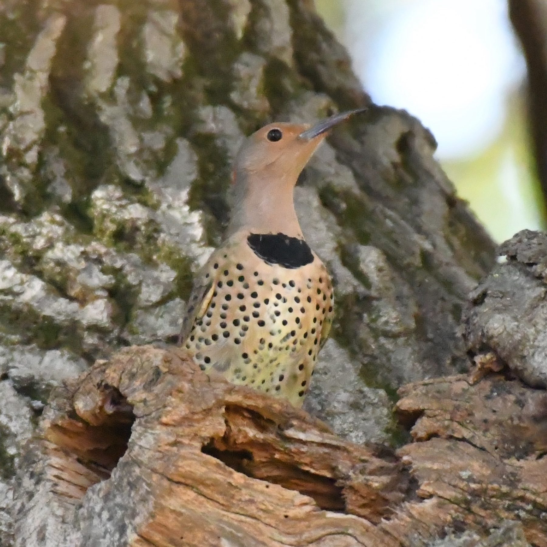 Female Northern Flicker, October 2022 – Carver County Local News