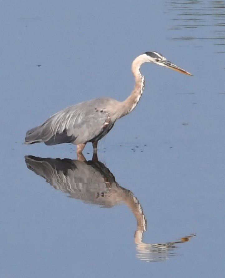 Great Blue Heron, August 2018 – Carver County Local News